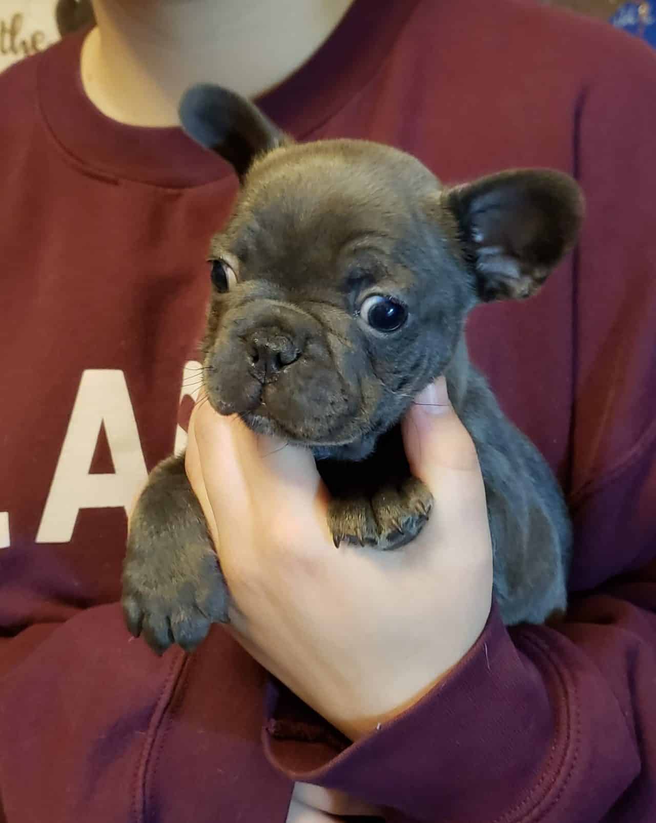 2017 Puppies | Frenchtons By Design