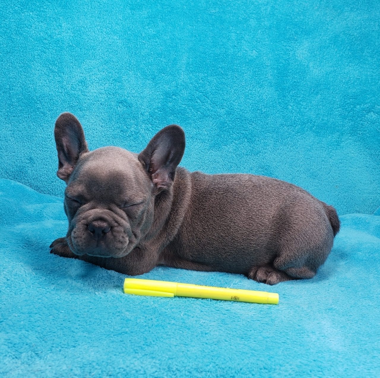 2019 Puppies | Frenchtons By Design