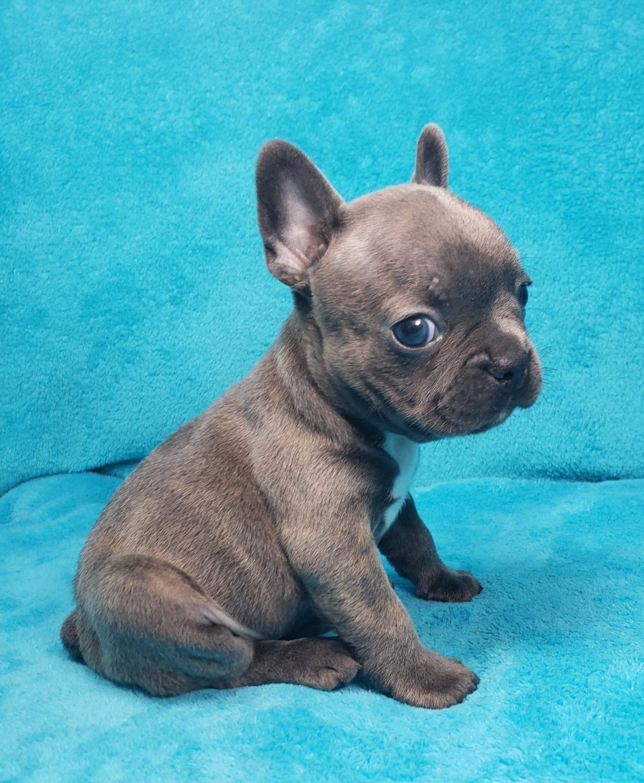 2020 Puppies | Frenchtons By Design