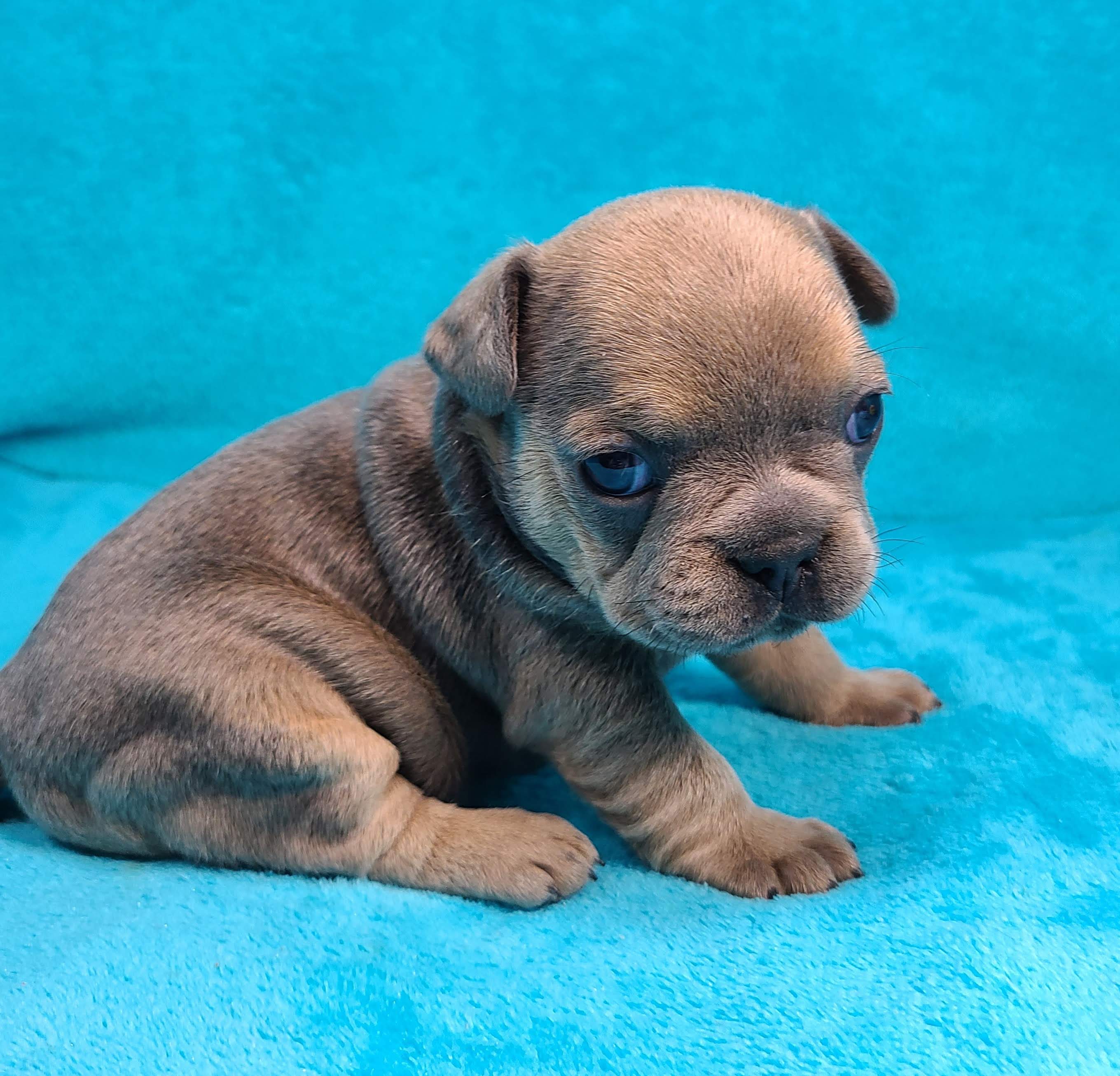 2020 Puppies | Frenchtons By Design