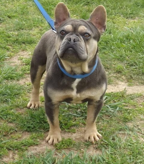 Our Dogs | Frenchtons By Design