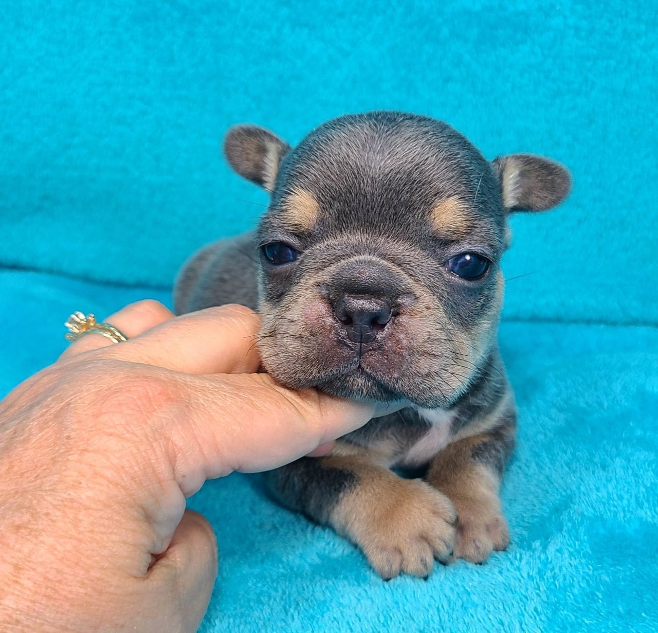 Our Dogs | Frenchtons By Design