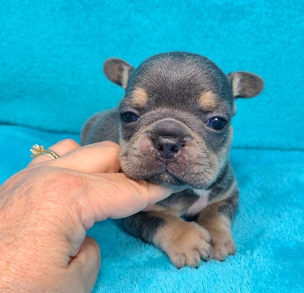 Our Dogs | Frenchtons By Design