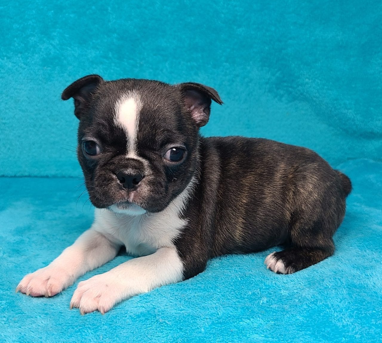 2020 Puppies | Frenchtons By Design