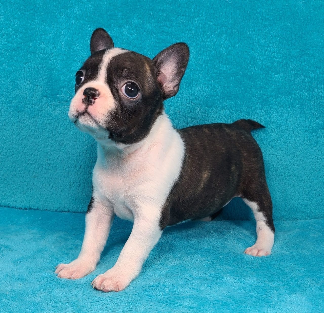 2020 Puppies | Frenchtons By Design