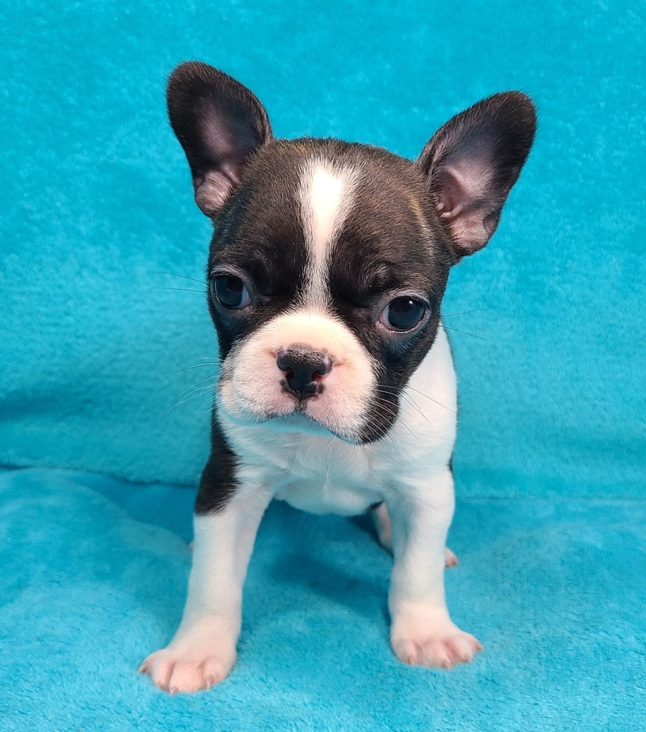 2020 Puppies | Frenchtons By Design