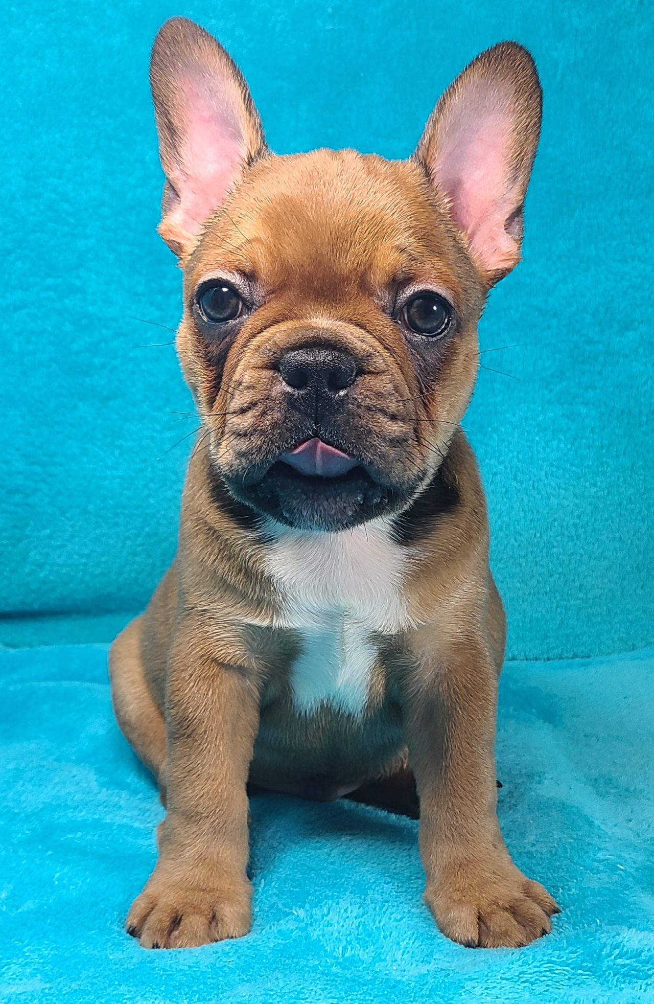2021 Puppies | Frenchtons By Design
