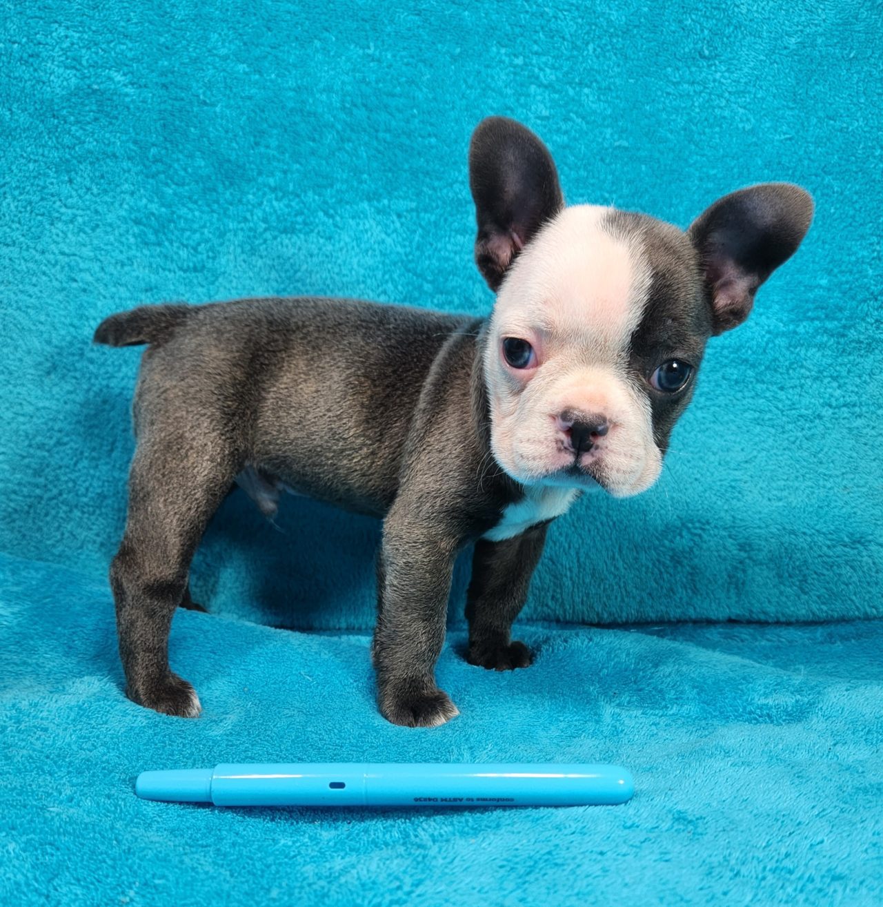 2023 Puppies | Frenchtons By Design