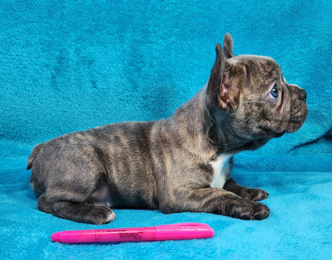 2023 Puppies | Frenchtons By Design