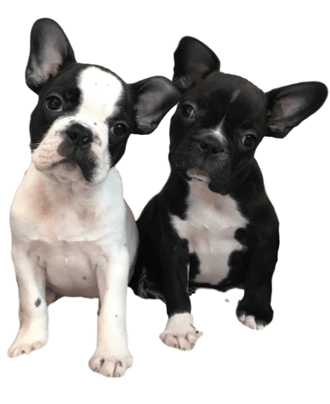 Frenchtons By Design